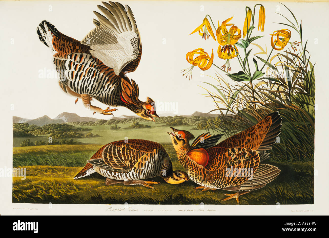 Tympanuchus cupid greater prarie chicken Stock Photo - Alamy