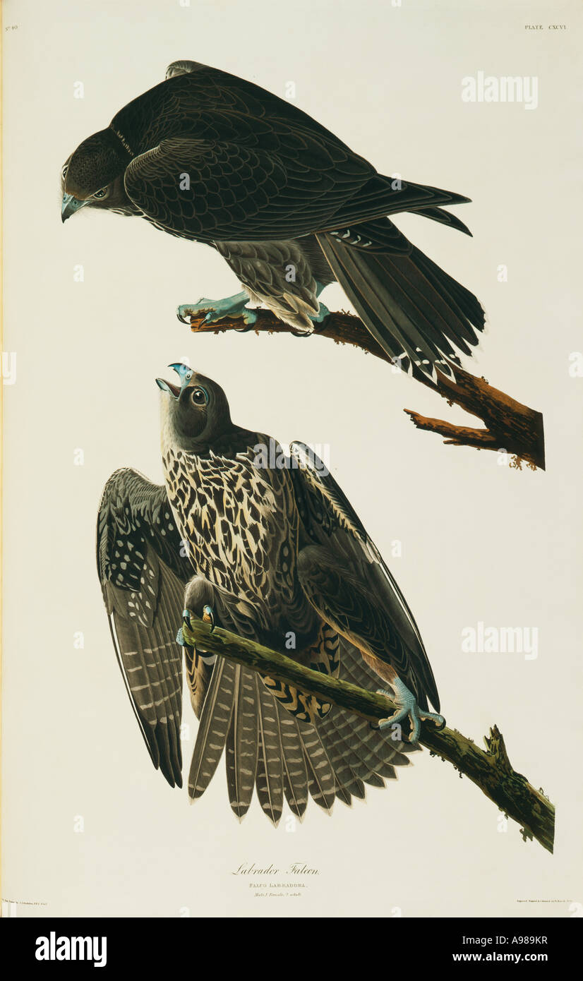 Falco rusticolus gyrfalcon Stock Photo - Alamy