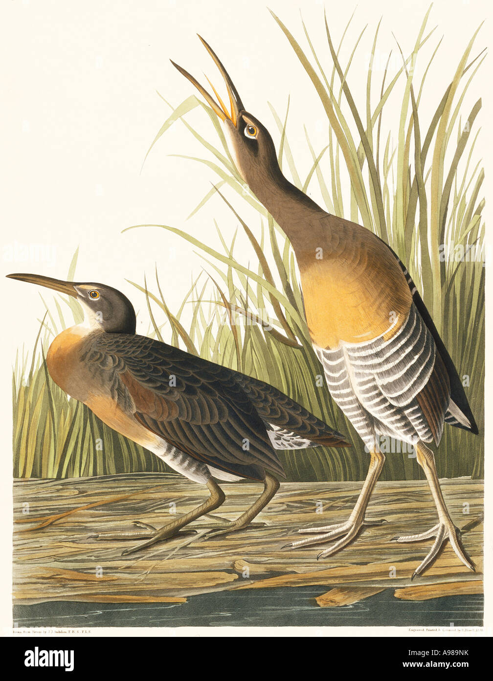 Clapper bird hi-res stock photography and images - Alamy