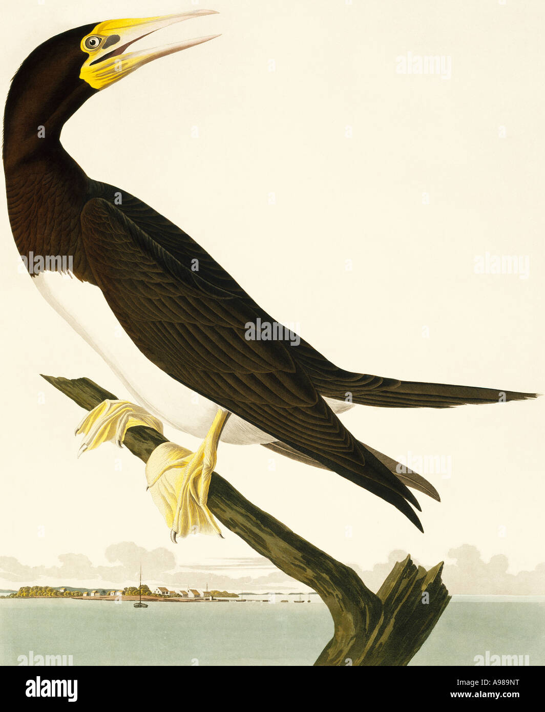 Sula leucogaster brown booby Stock Photo - Alamy