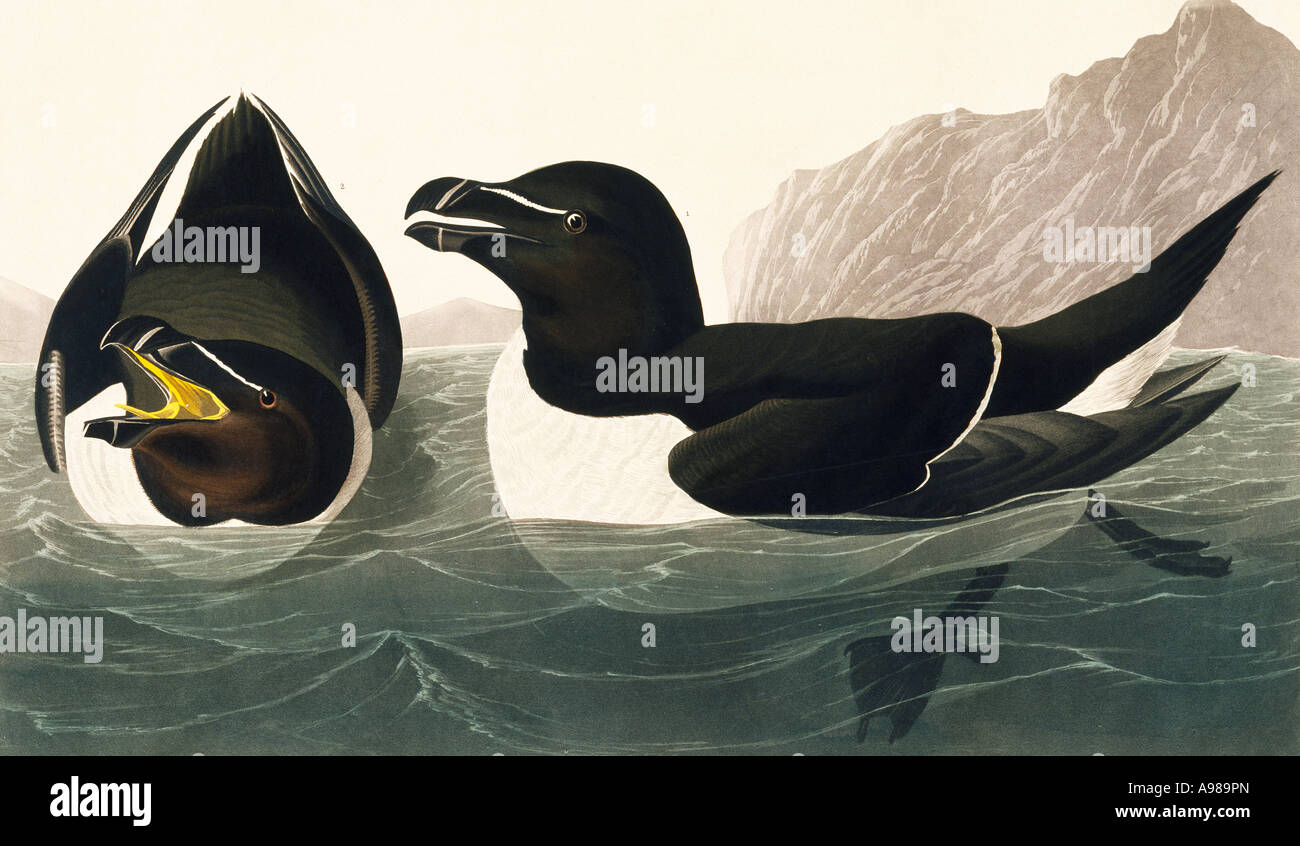 Swimming razorbill hi-res stock photography and images - Alamy