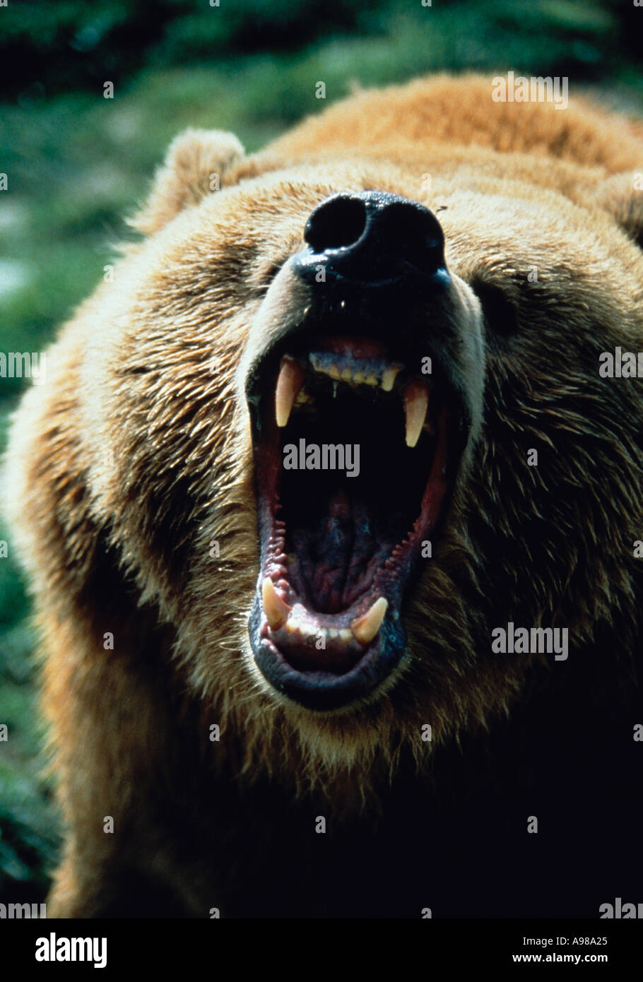 Close up grizzly bear growling hi-res stock photography and images - Alamy
