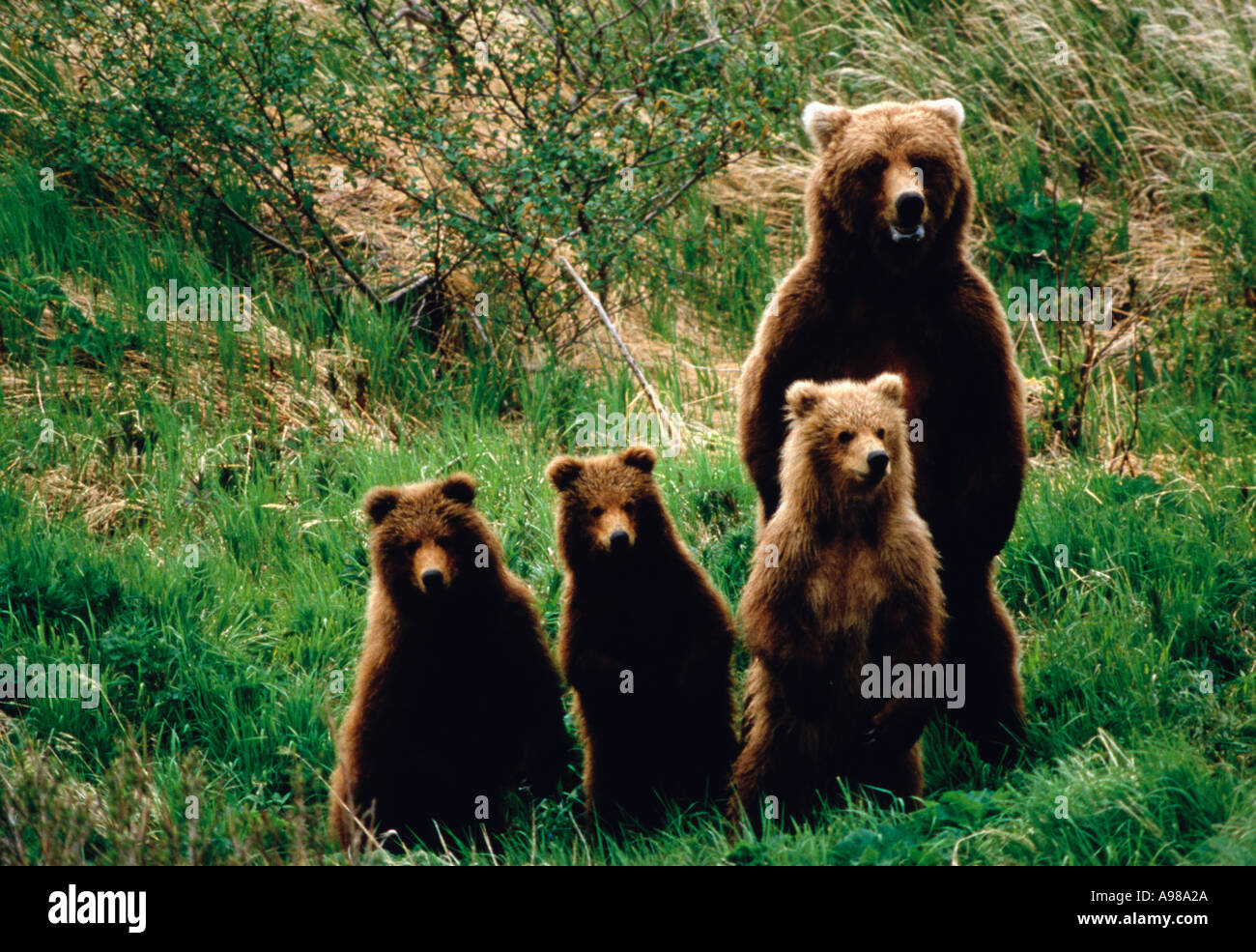 Mighty bears hi-res stock photography and images - Alamy