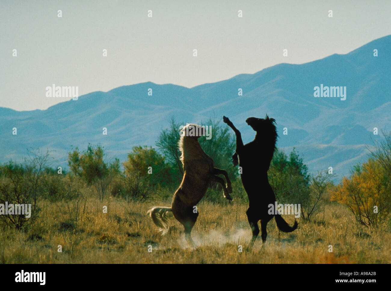 Strong stallions hi-res stock photography and images - Alamy