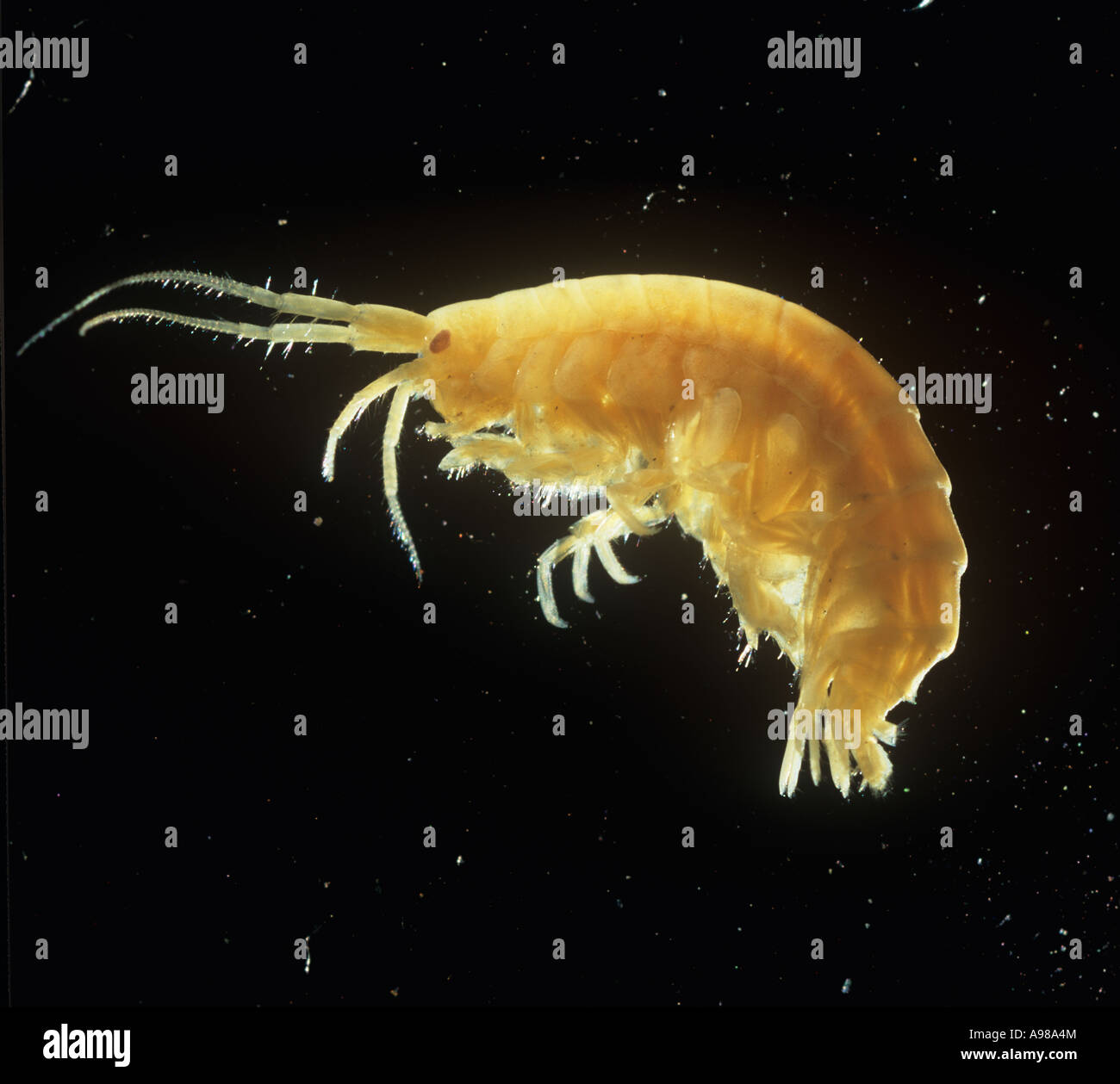 Mallacoota insignis hi-res stock photography and images - Alamy