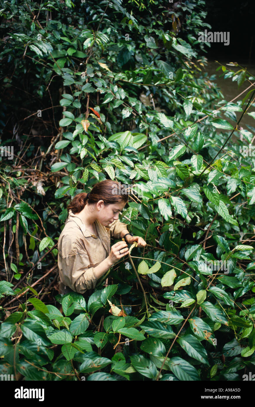 Scientist taking notes in the jungle hi-res stock photography and ...