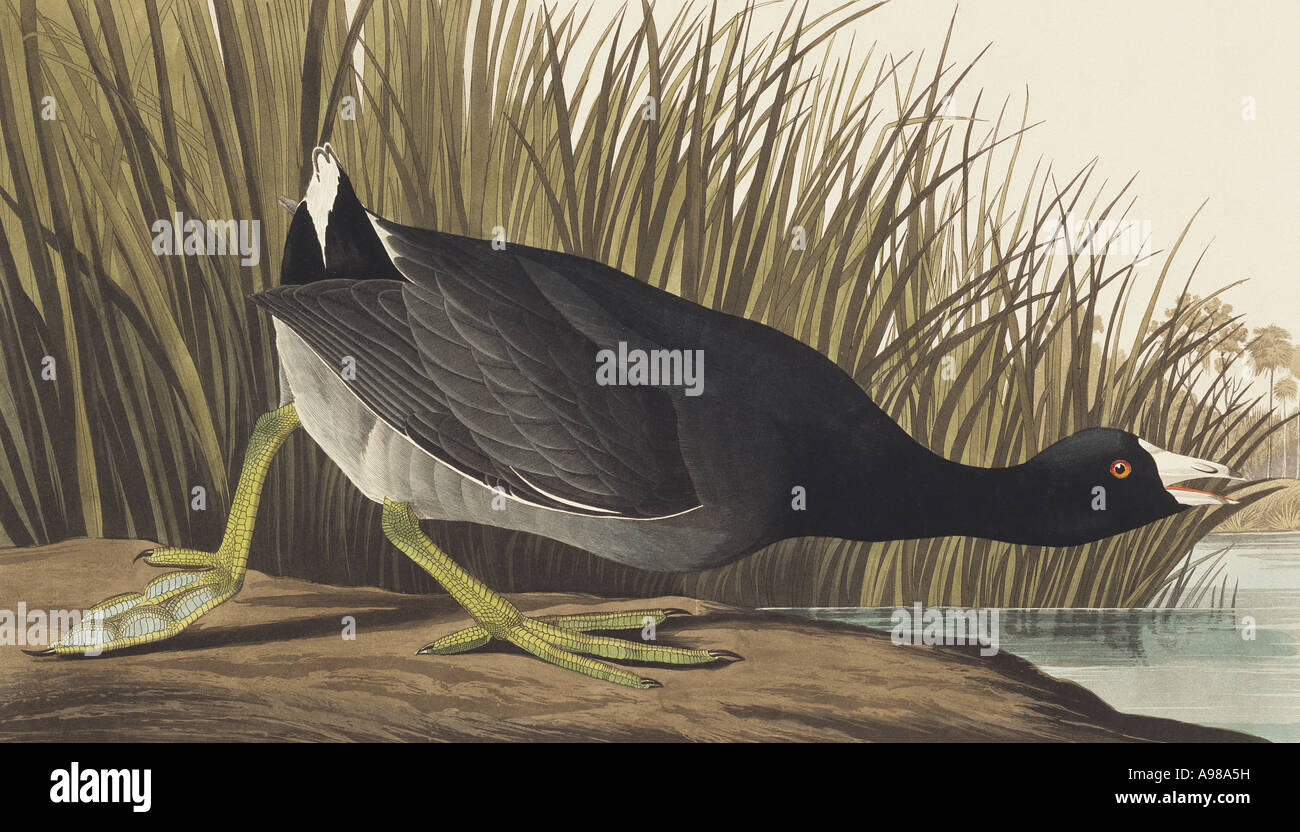 American coot feet hi-res stock photography and images - Alamy