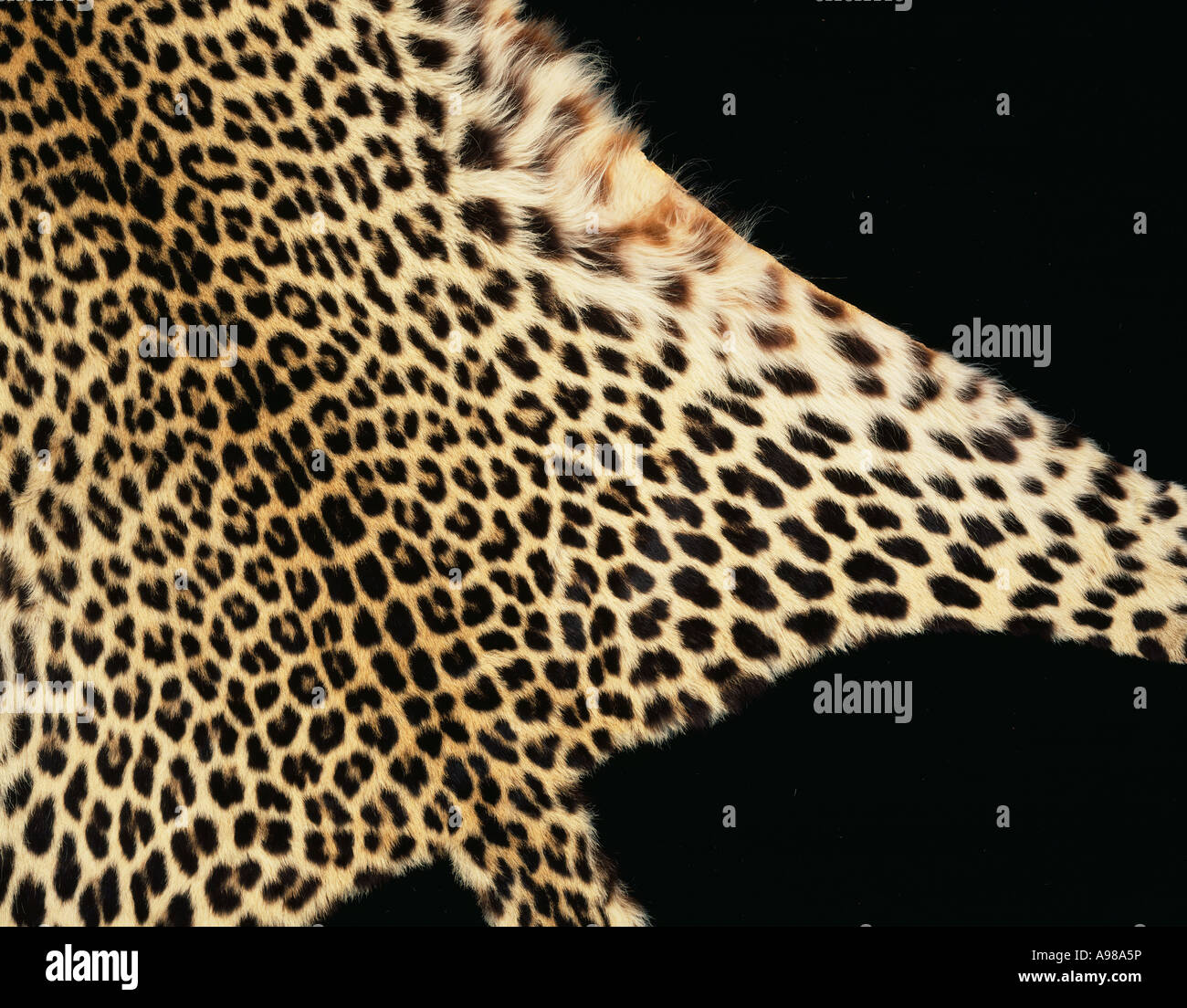 Panthera pardus pardus African leopard Stock Photo - Alamy