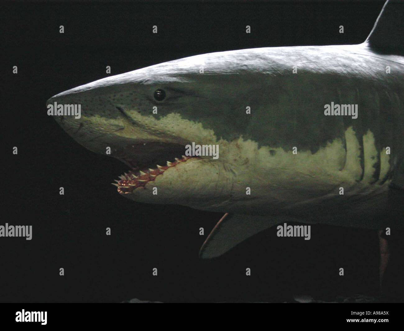 Carcharodon hi-res stock photography and images - Alamy