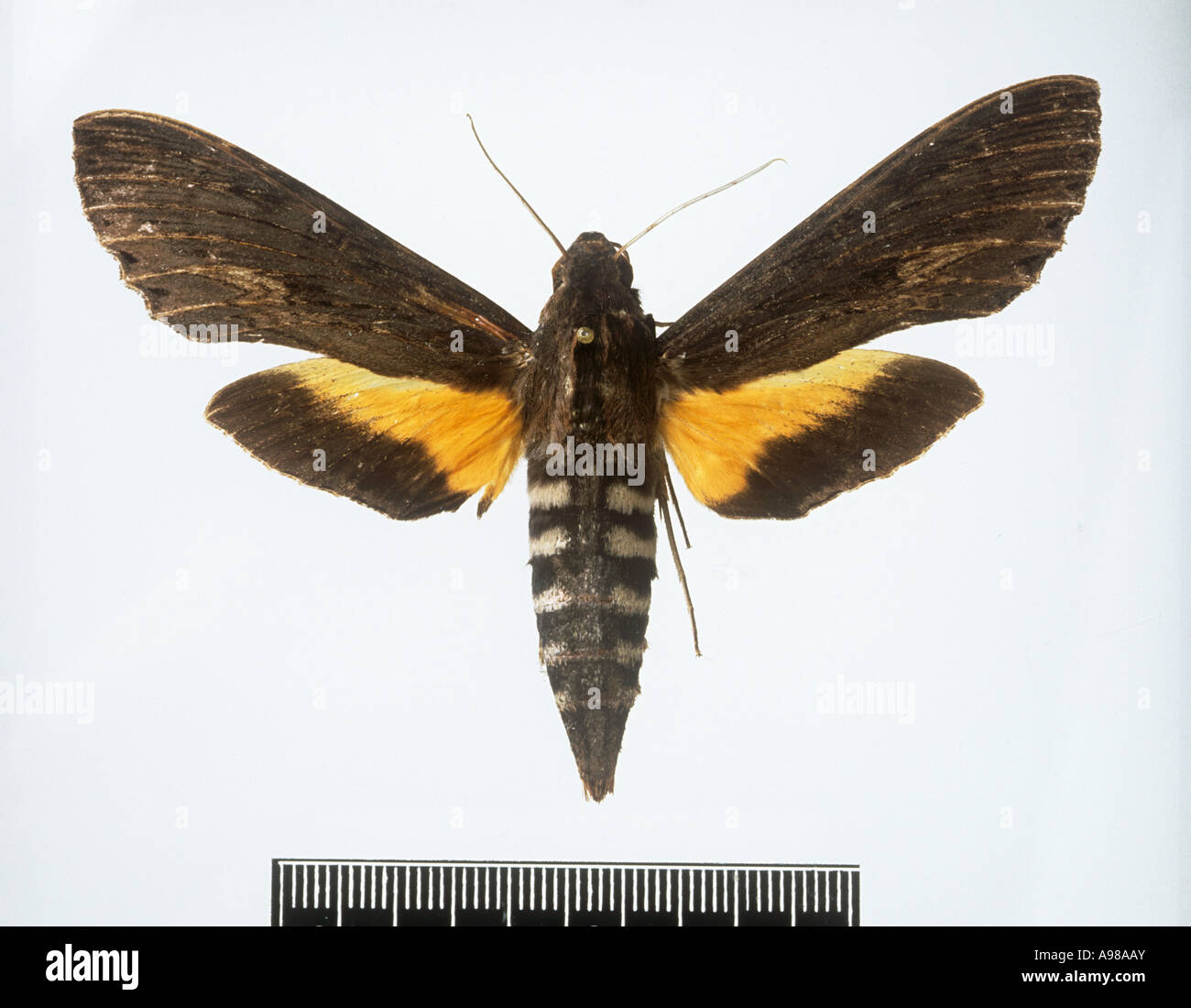 Erinnyis alope subspecies dispersa alope sphinx moth Stock Photo - Alamy