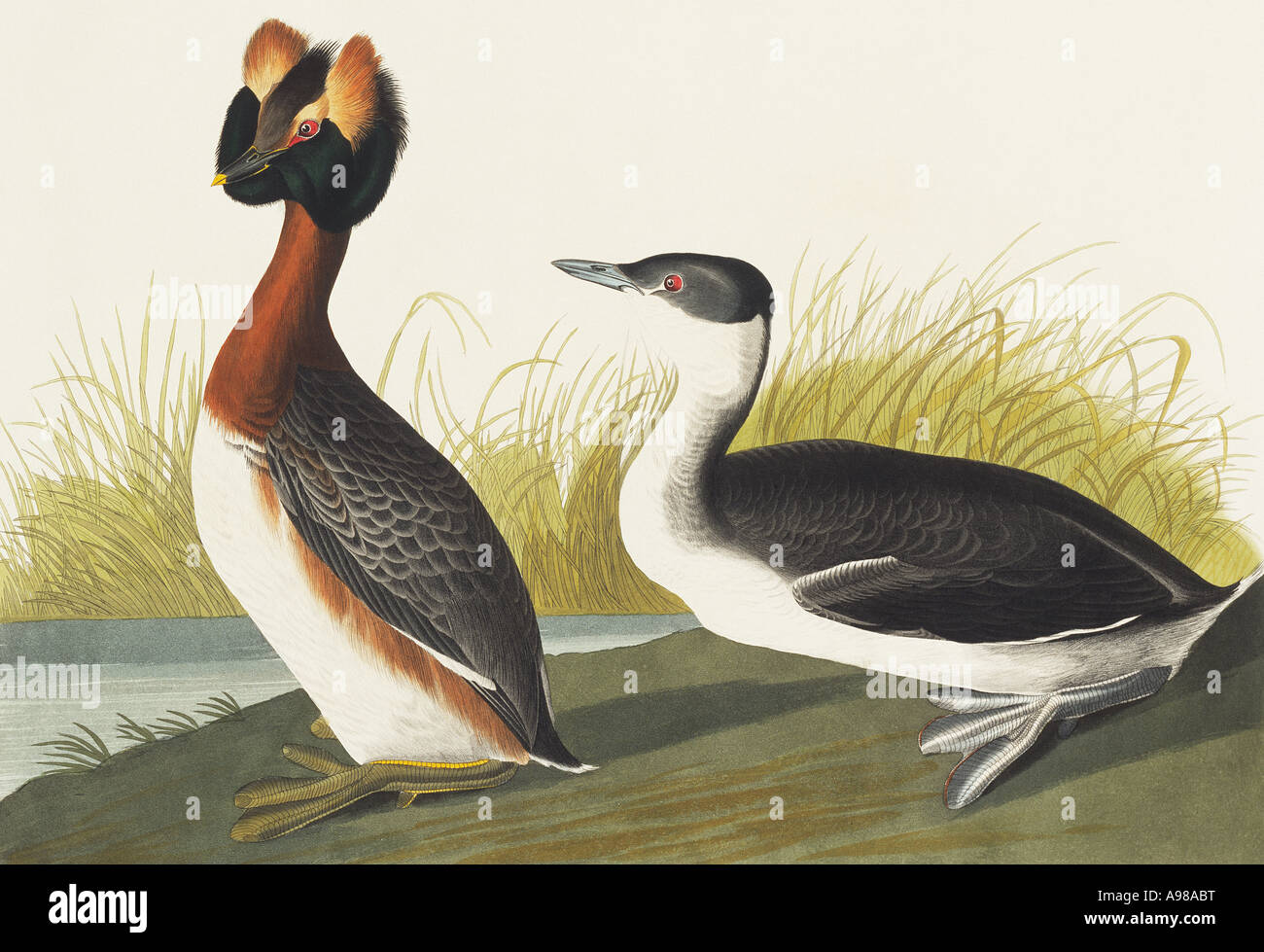 Grebe feet hi-res stock photography and images - Alamy