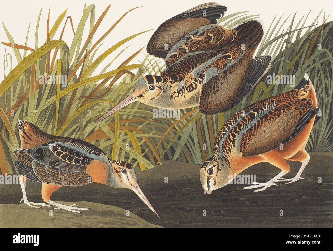 Scolopax minor American woodcock Stock Photo - Alamy