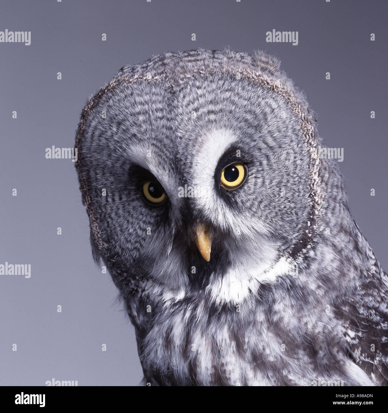 Great grey owl feather hi-res stock photography and images - Alamy