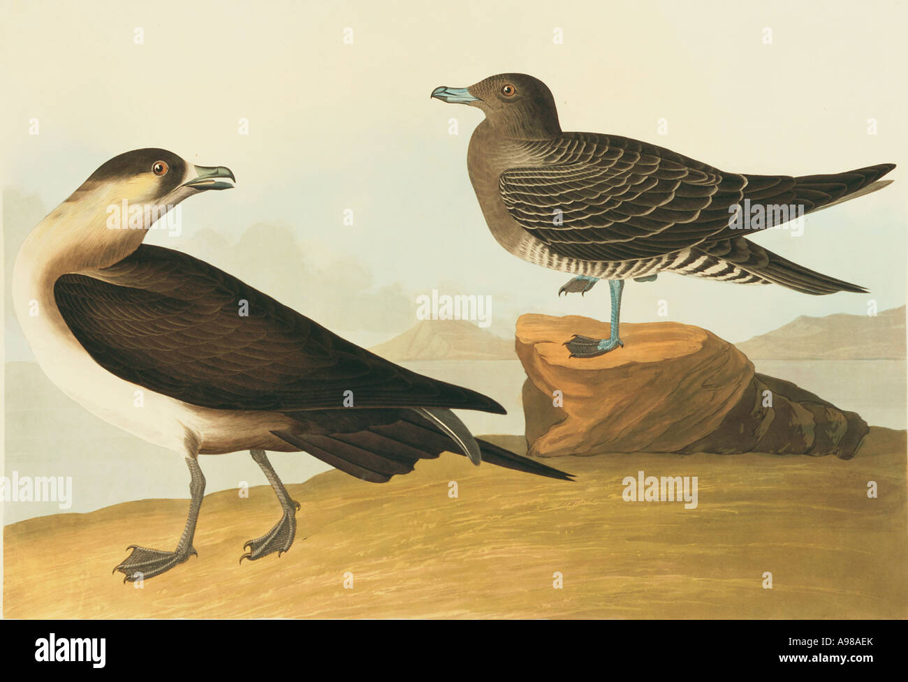 Parasitic jaeger sea bird hi-res stock photography and images - Alamy