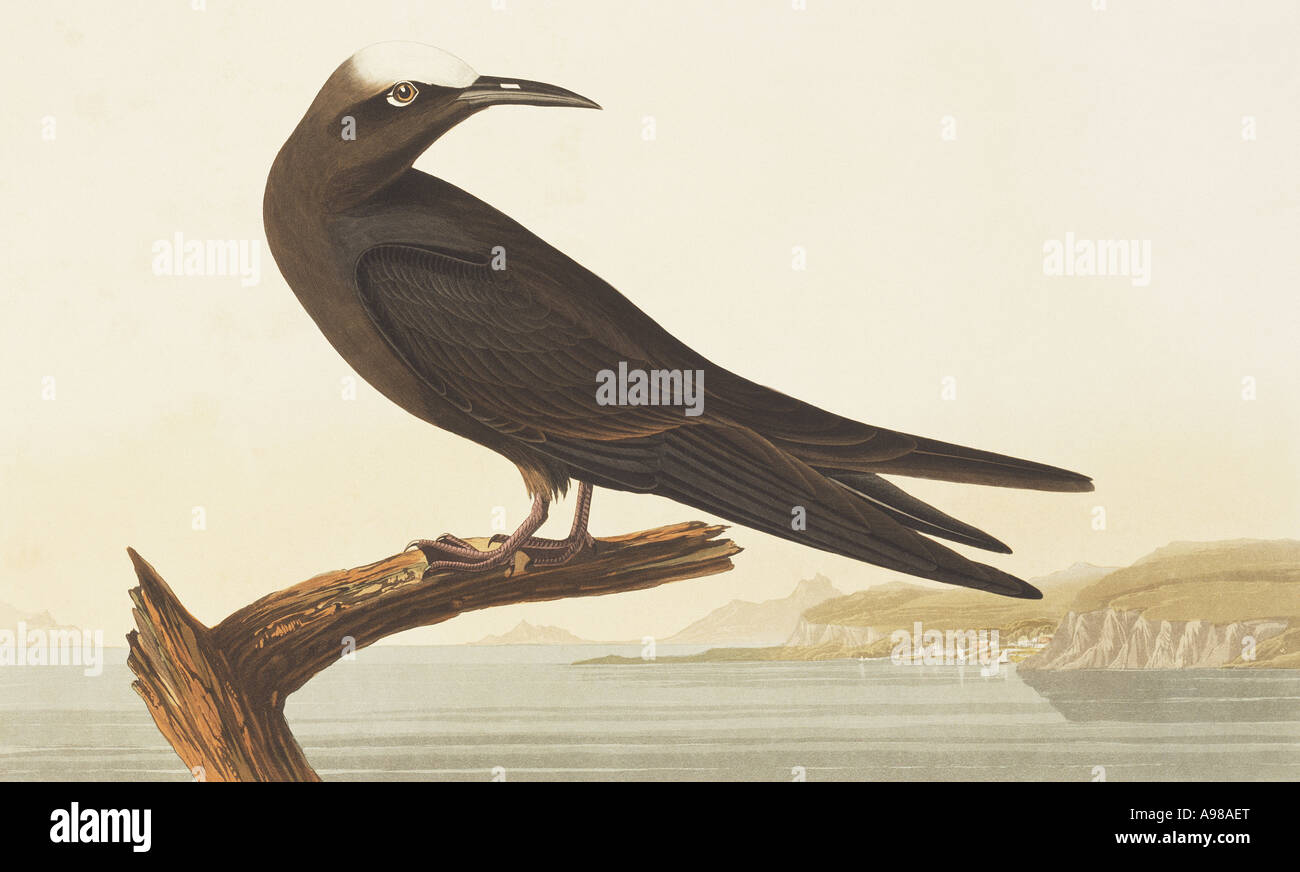 Anous stolidus brown noddy Stock Photo - Alamy