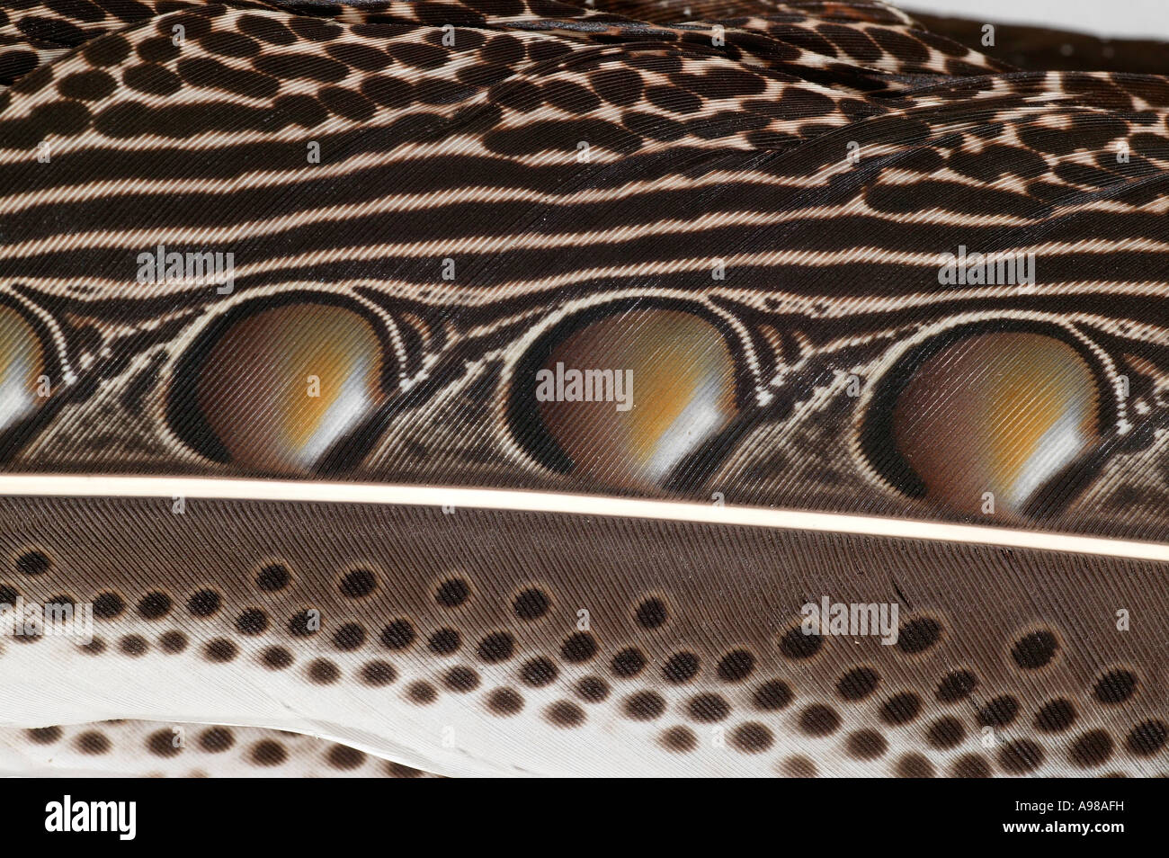 Argus pheasant feather detail hi-res stock photography and images - Alamy