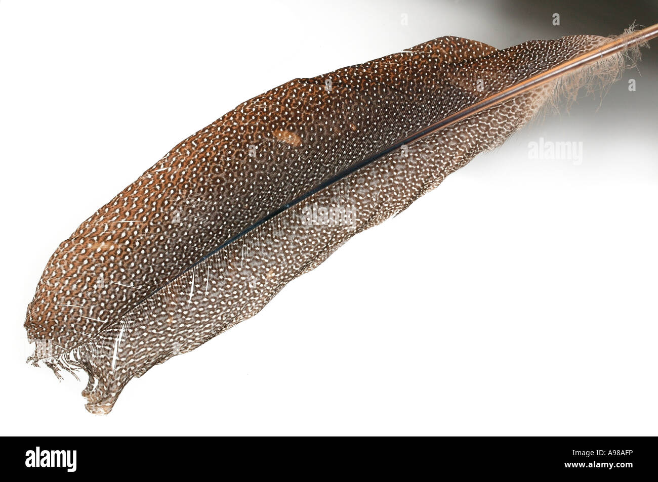 Argusianus argus great argus Stock Photo - Alamy