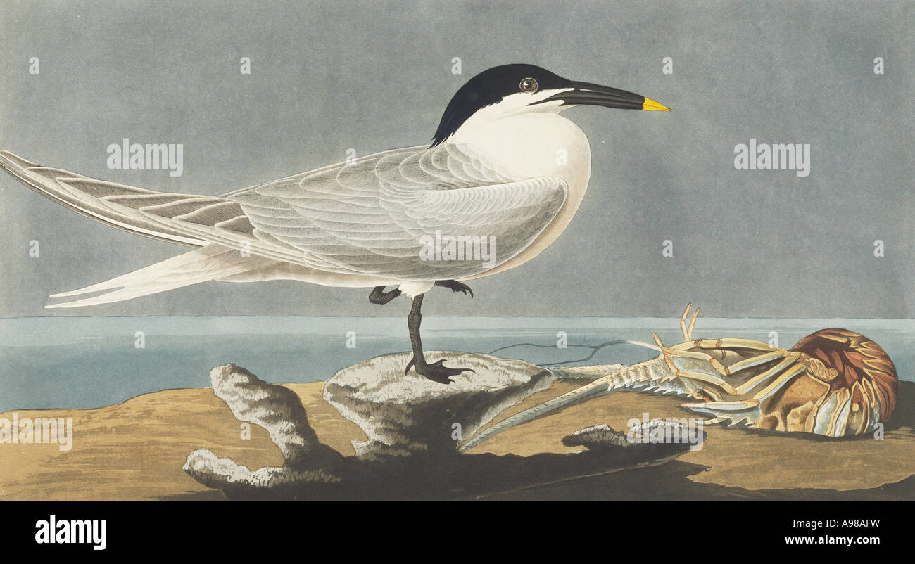 Sterna sandvicensis Sandwich tern Stock Photo - Alamy