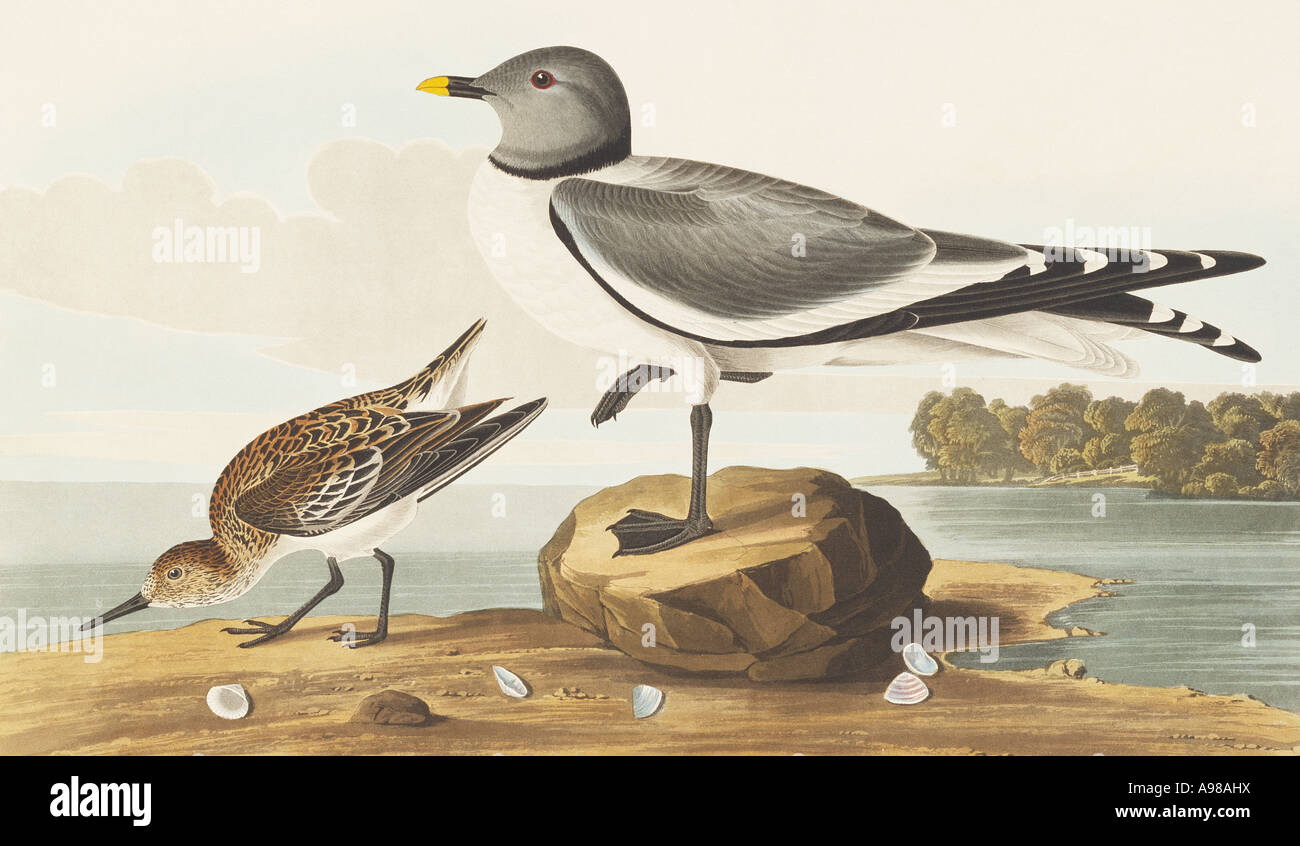 Sanderling feet hi-res stock photography and images - Alamy