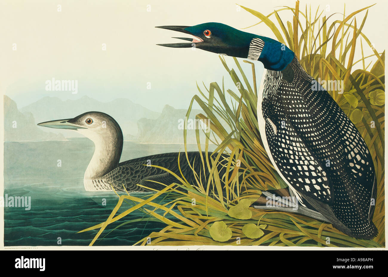 Gavia immer great northern diver Stock Photo - Alamy