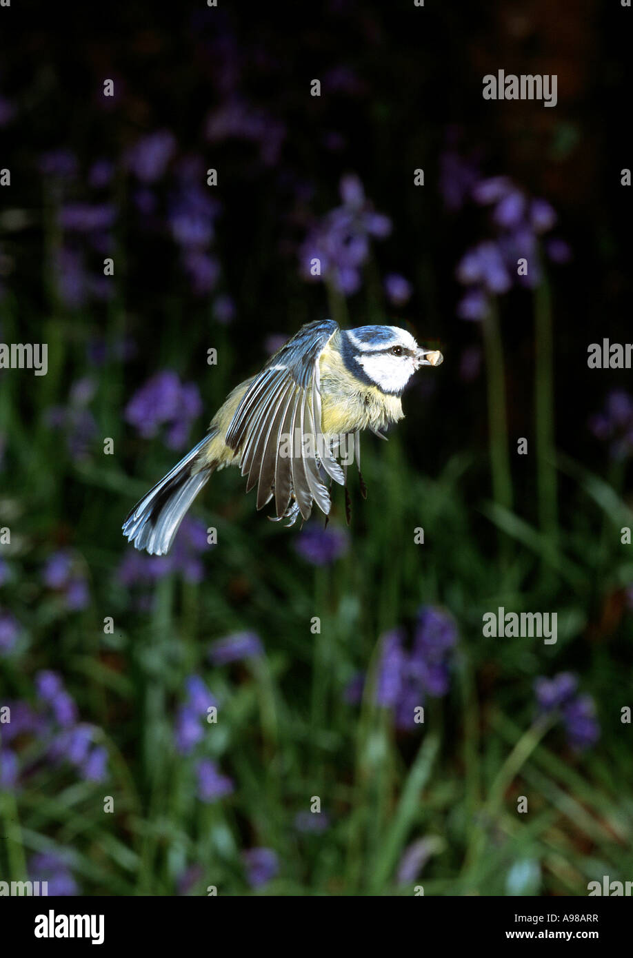 Parus caeruleus blue tit Stock Photo - Alamy