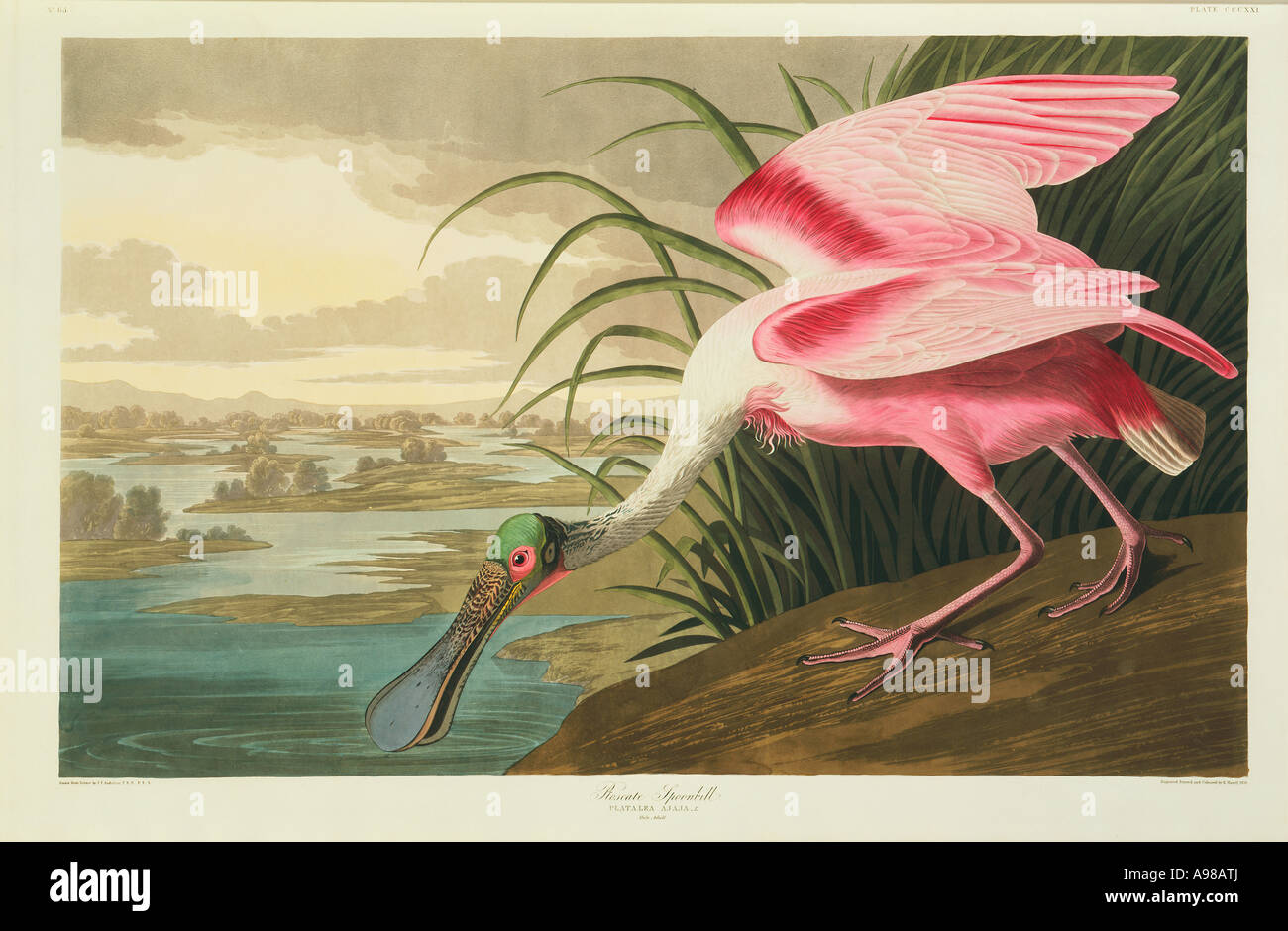 Ajaia ajaja roseate spoonbill Stock Photo - Alamy