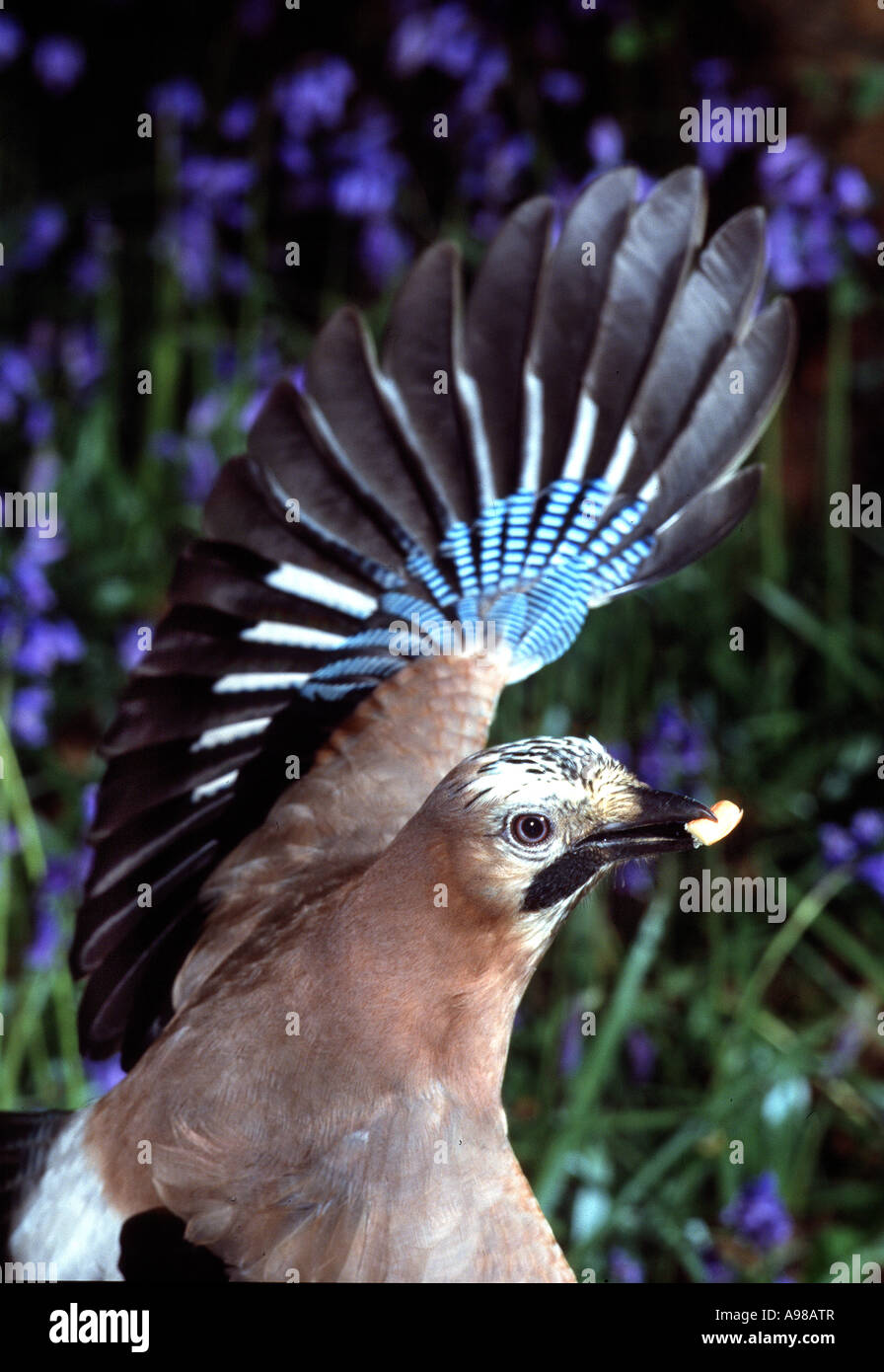 Garrulus glandarius European jay Stock Photo - Alamy