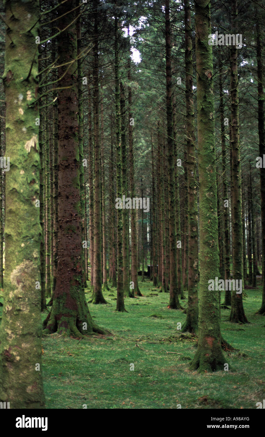 Gougane Barra, a green forest in West Cork, Ireland Stock Photo - Alamy