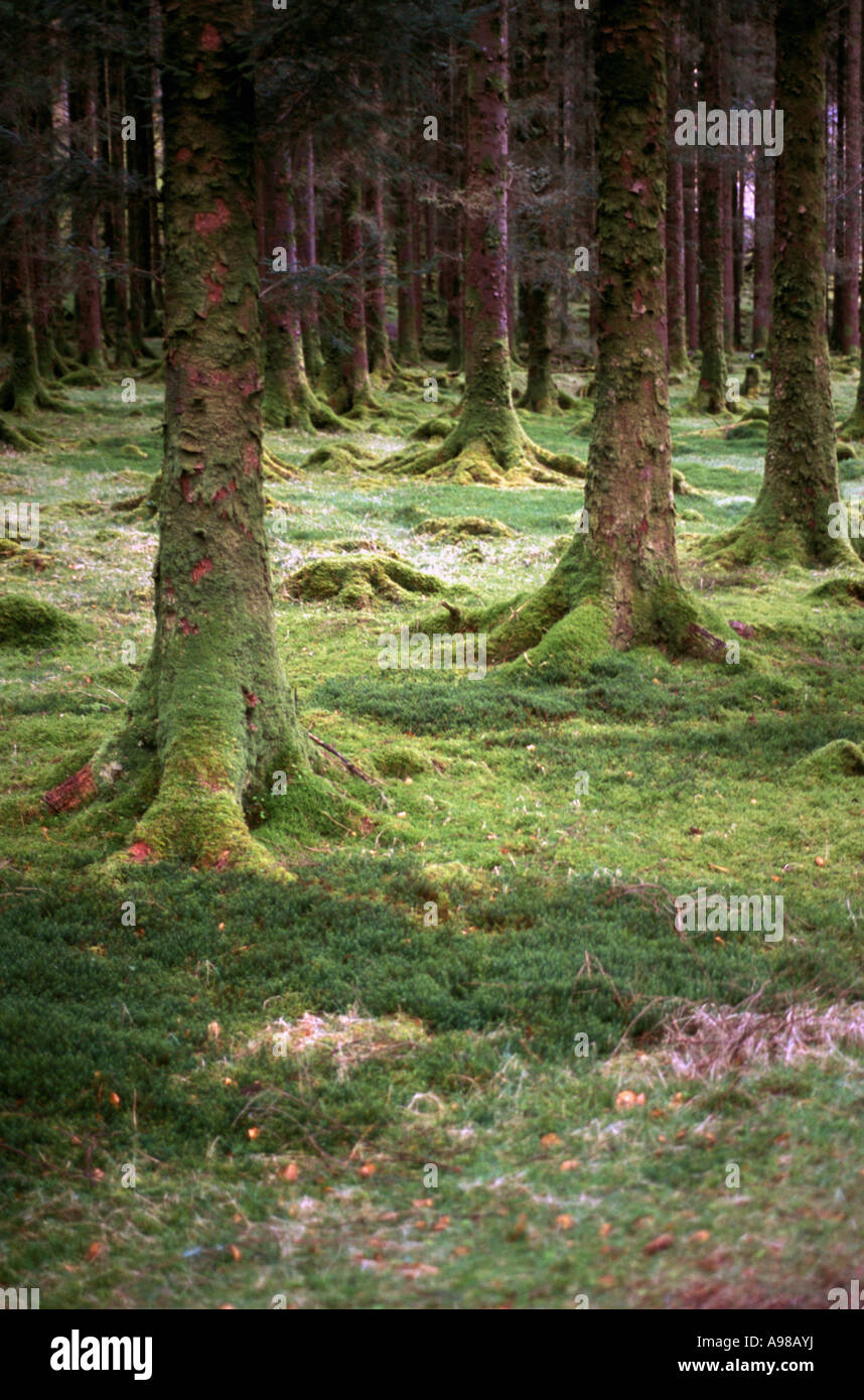 Gougane Barra, a green forest in West Cork, Ireland Stock Photo - Alamy