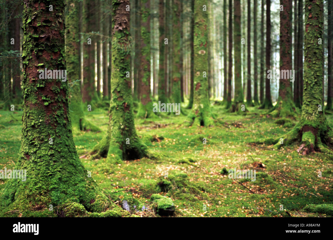 Gougane Barra, a green forest in West Cork, Ireland Stock Photo - Alamy