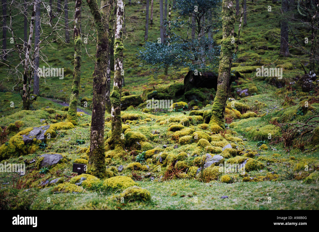 Gougane Barra, a green forest in West Cork, Ireland Stock Photo - Alamy