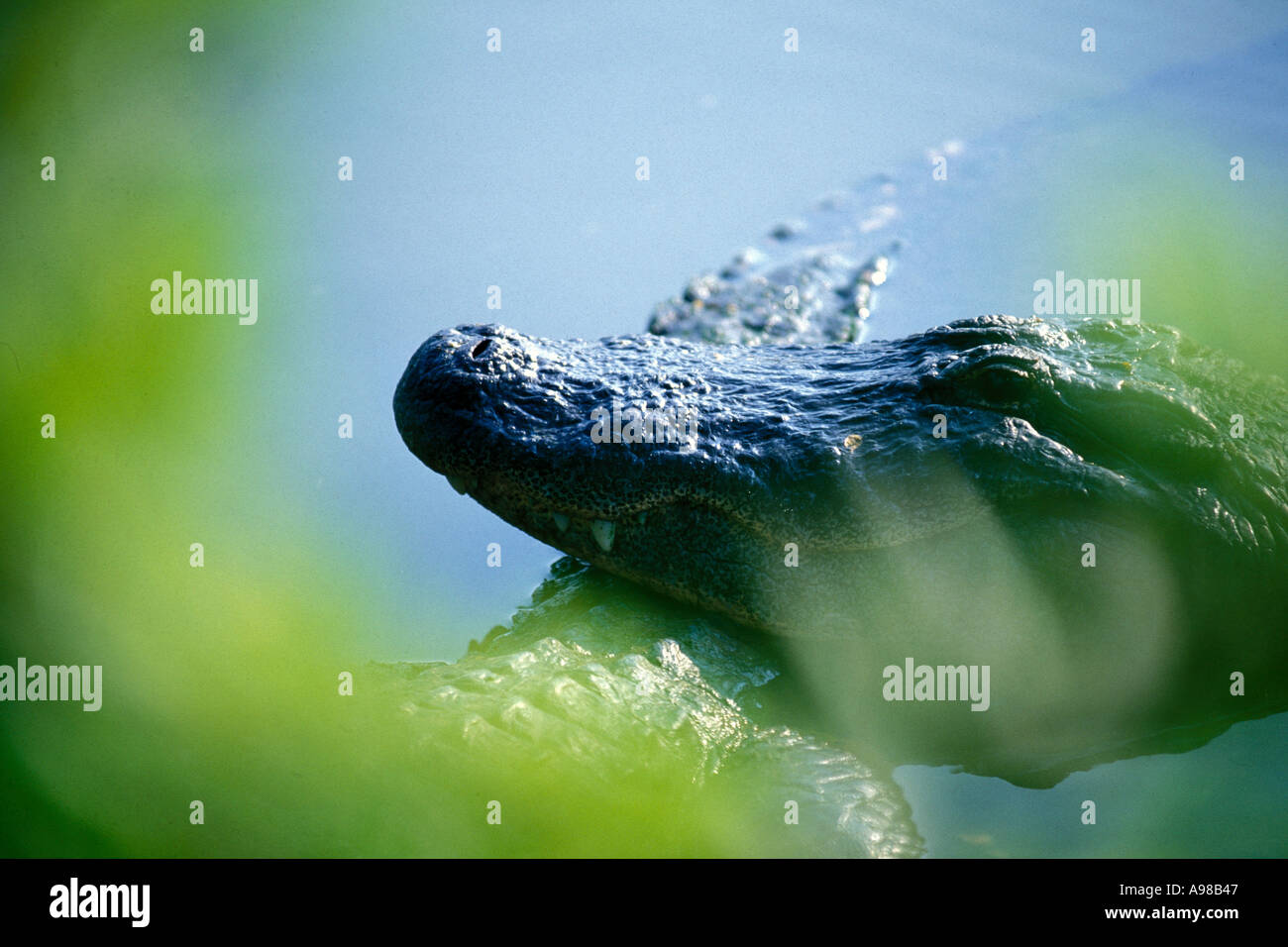 Florida, Orlando, Alligator Stock Photo - Alamy
