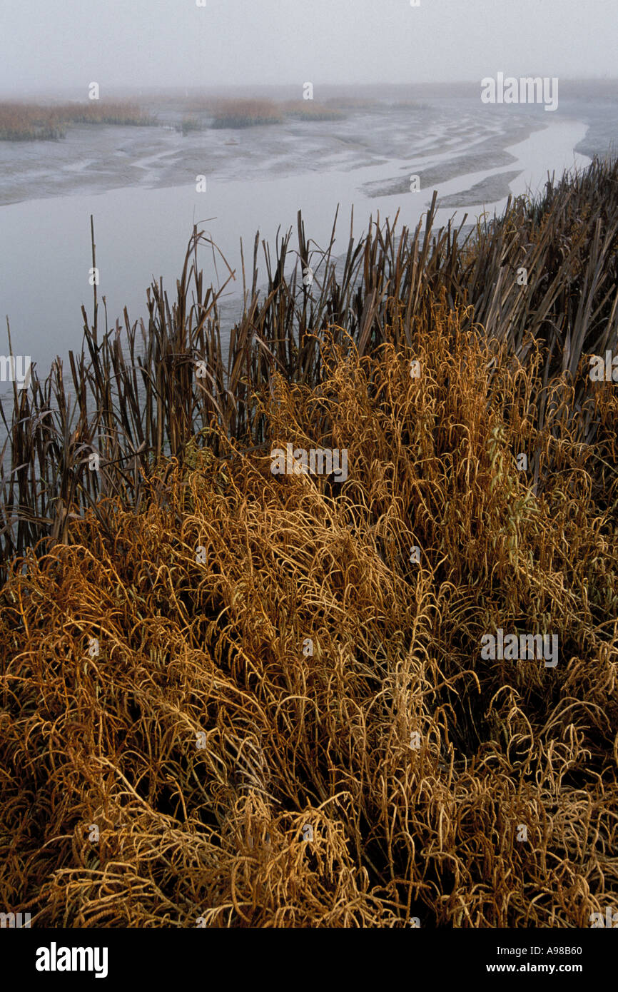 Wetland restoration and california hi-res stock photography and images ...