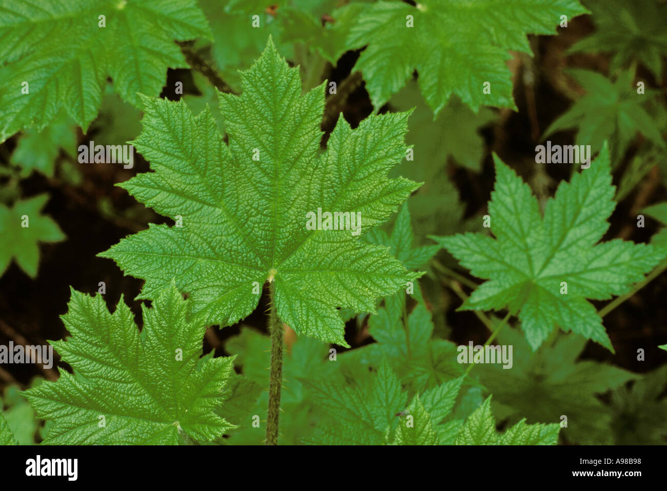 Usa alaska inside passage leaf hi-res stock photography and images - Alamy