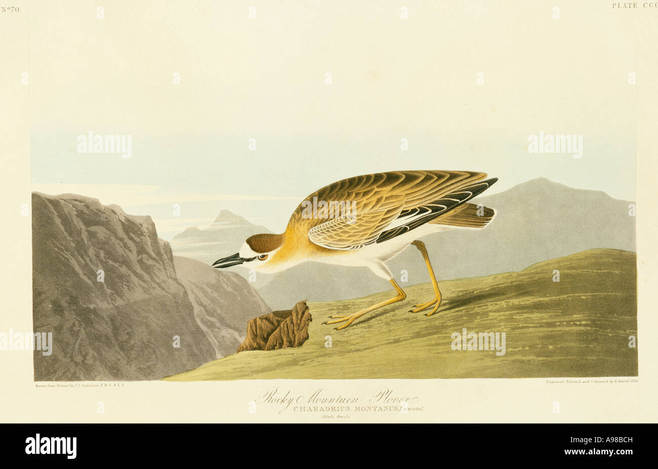 Montanus hi-res stock photography and images - Alamy