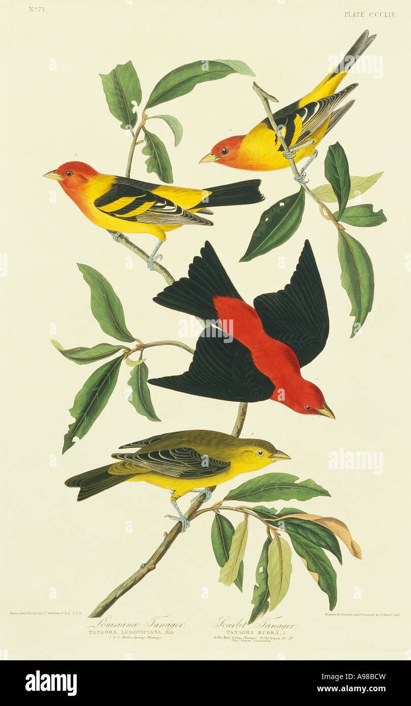 Piranga ludoviciana western tanager Piranga olivacea scarlet tanager ...