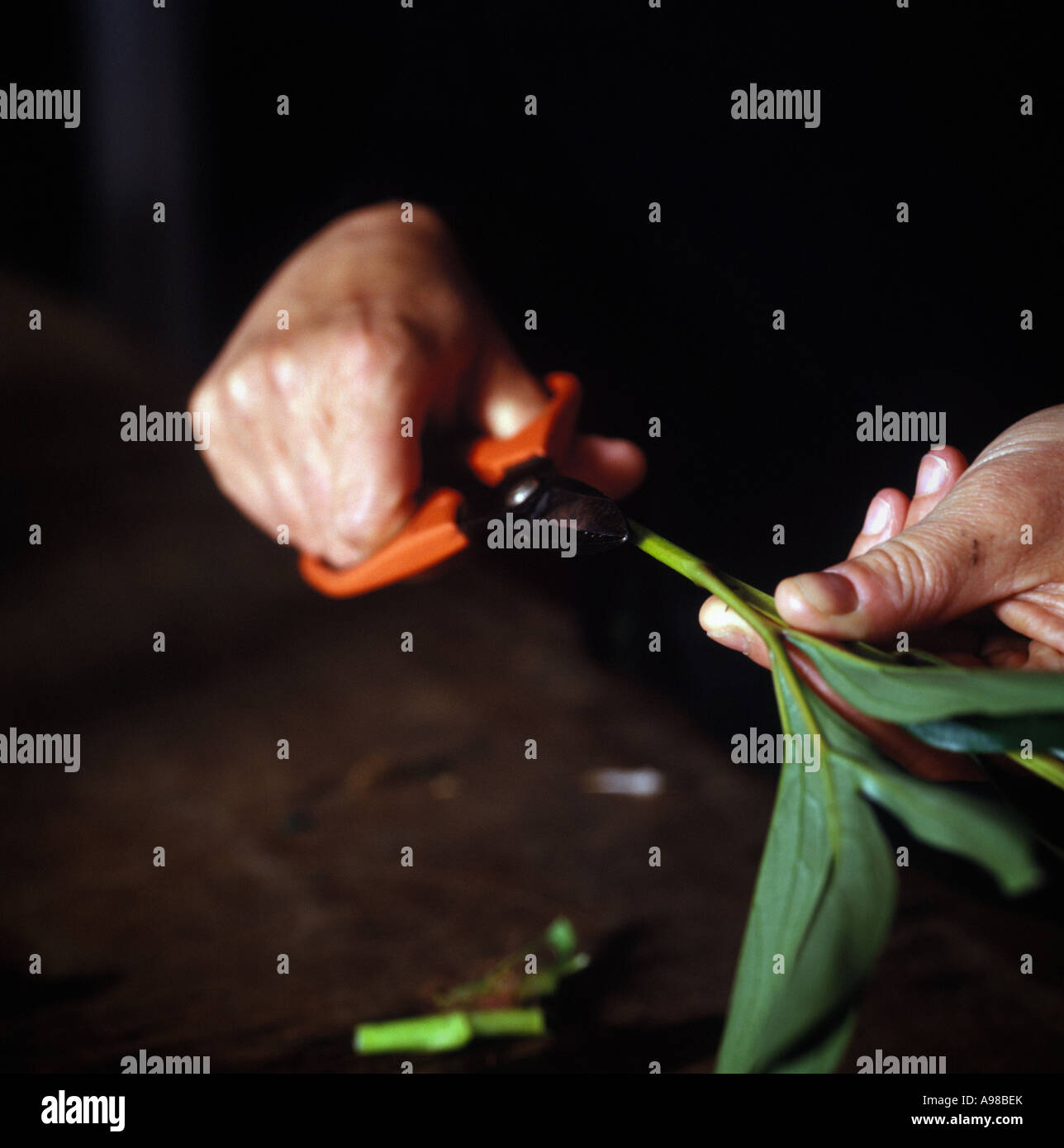 cutting flower stems Stock Photo - Alamy