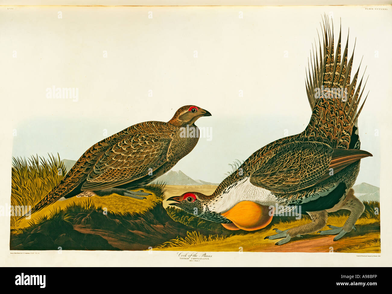 Sage grouse inflated air sac hi-res stock photography and images - Alamy