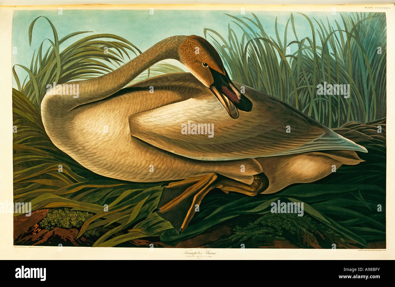 Cygnus buccinator trumpeter swan Stock Photo - Alamy
