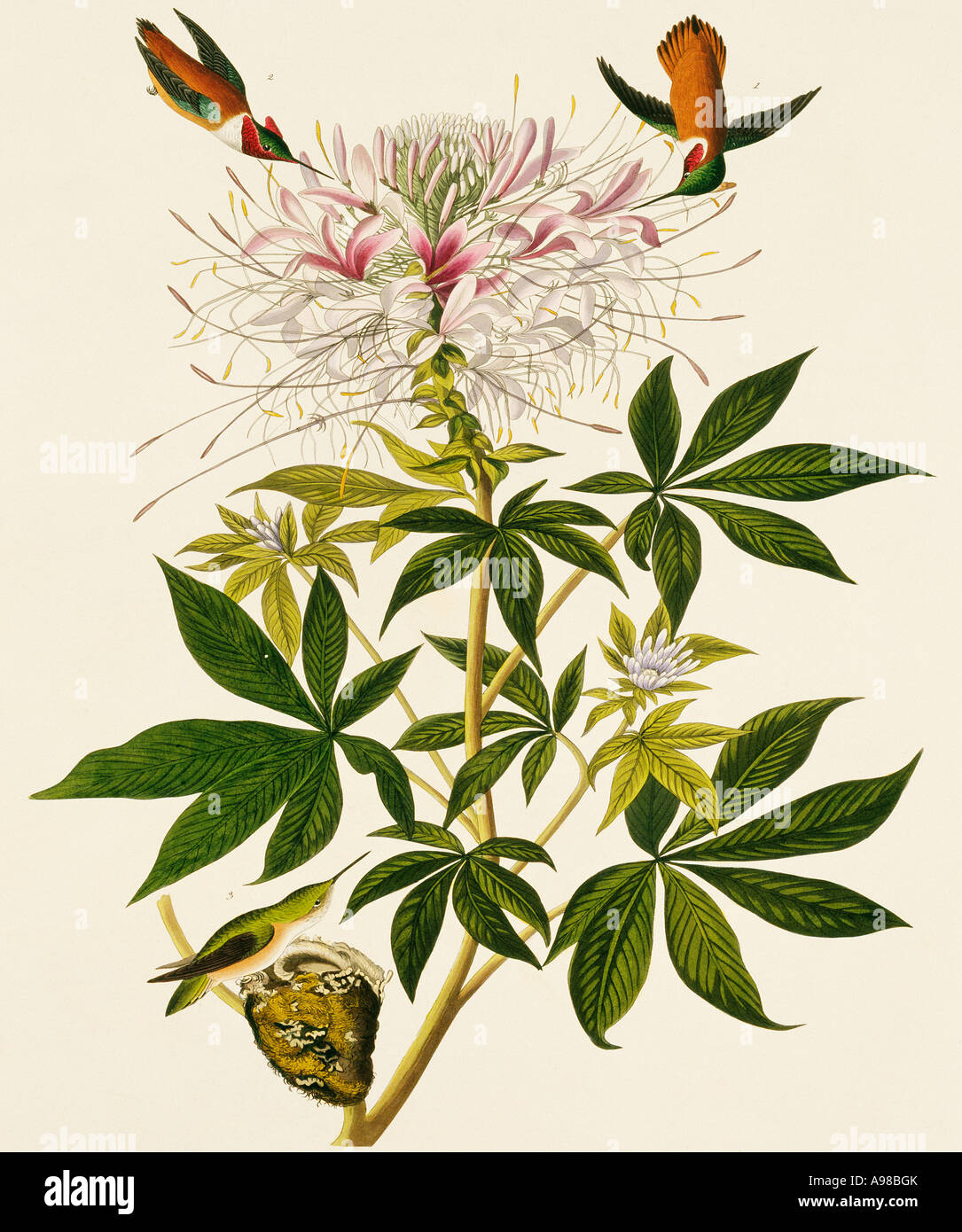 Selasphorus rufus rufous hummingbird Stock Photo - Alamy