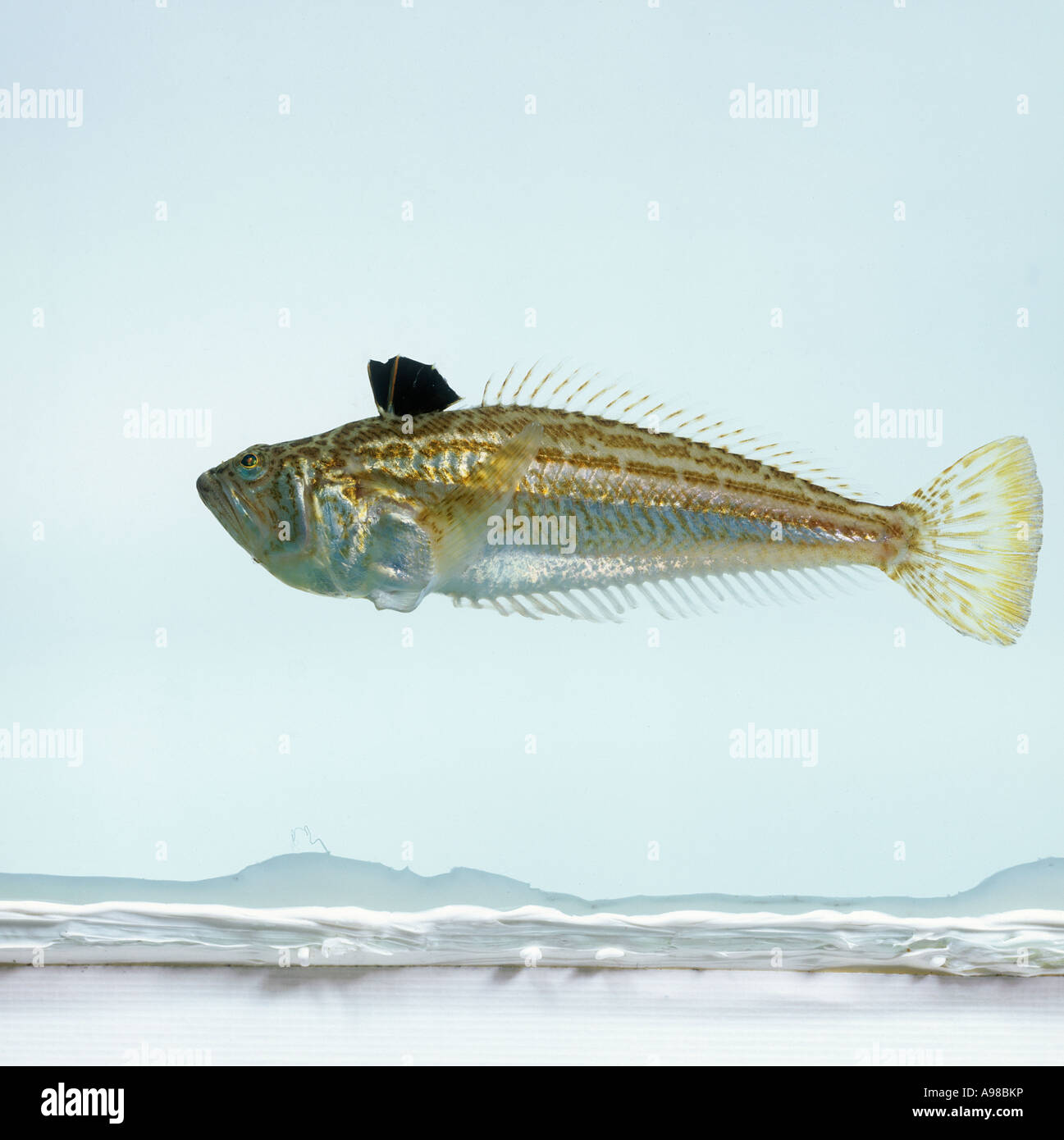 Echiichthys vipera lesser weever fish Stock Photo - Alamy