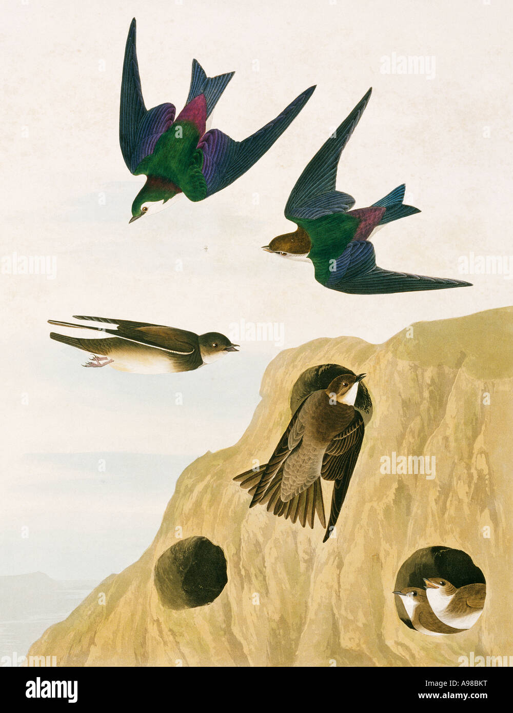 Riparia riparia Tachycineta thalassina Stock Photo - Alamy