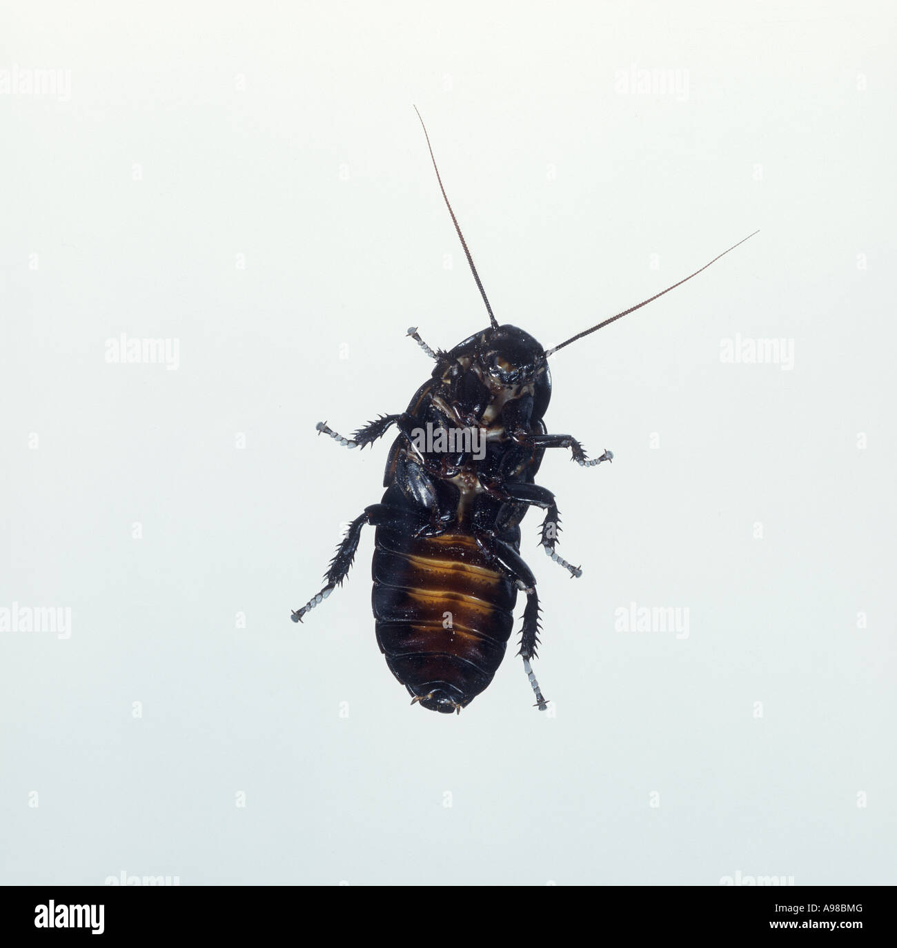 Madagascan hissing cockroach hi-res stock photography and images - Alamy