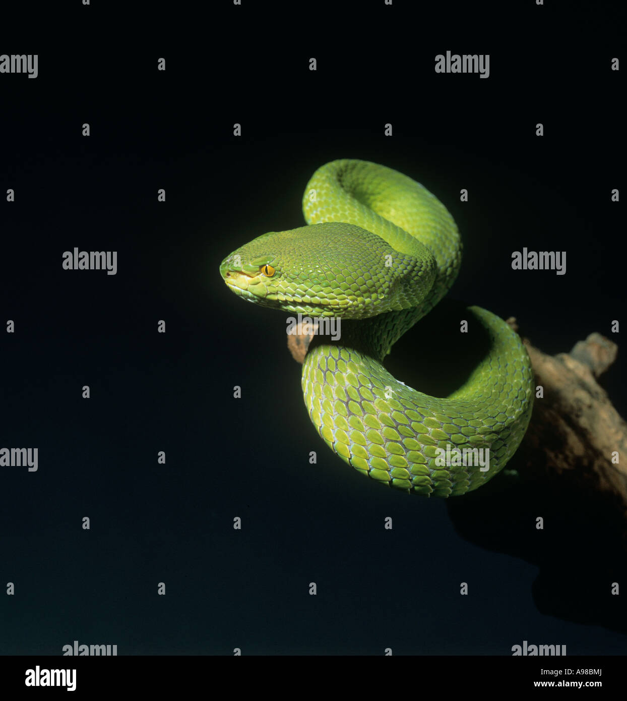 Bamboo pit viper snake hi-res stock photography and images - Alamy