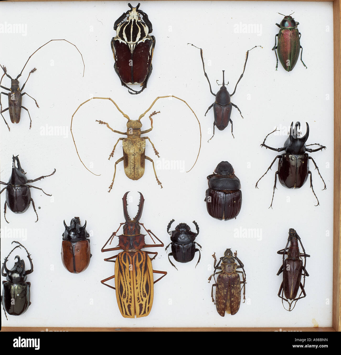 Various beetle specimens Stock Photo - Alamy