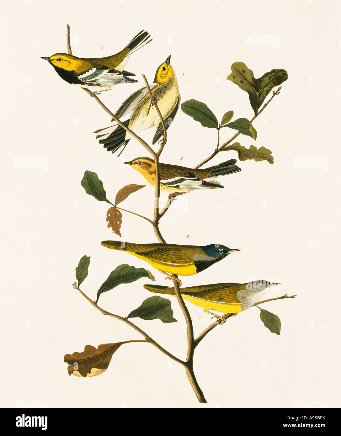 Dendroica fusca Dendroica virens Oporornis tolmiei Stock Photo - Alamy