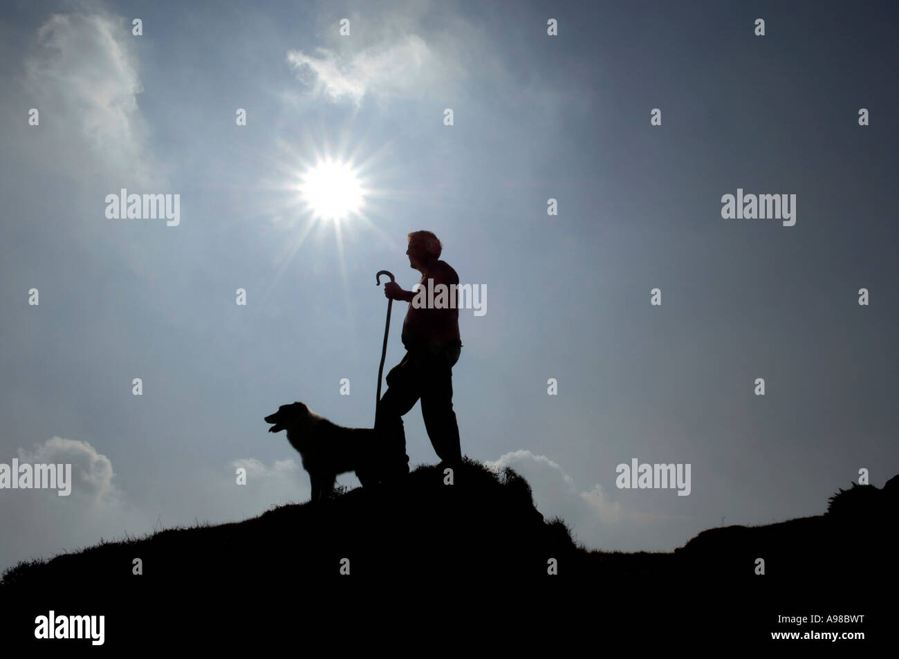 shepherd David Kennard with crook and dog at work, pictured silhouetted ...