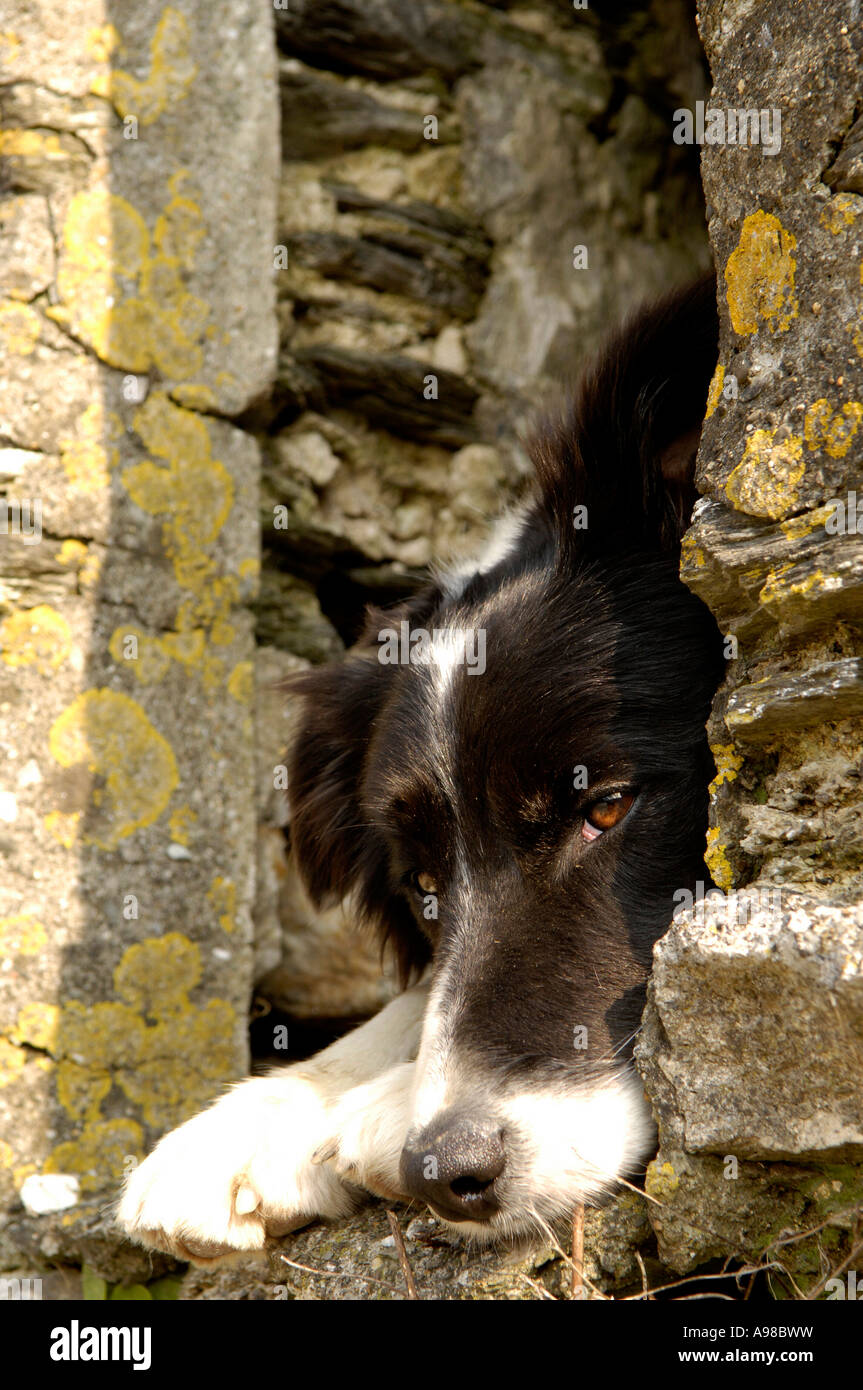 Sheepdog resting on farm, devon Stock Photo - Alamy