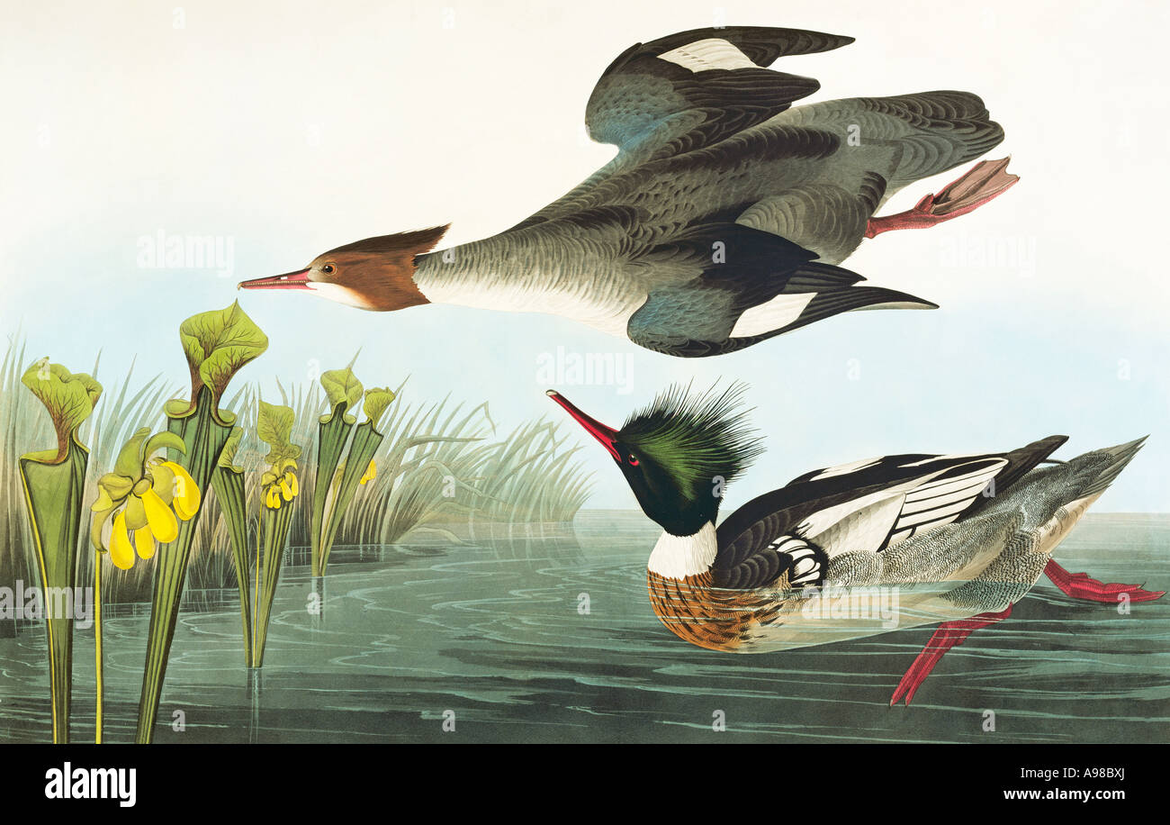 Mergus serrator red breasted merganser Stock Photo - Alamy