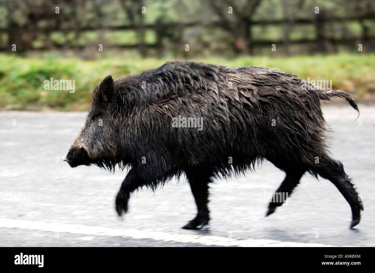 a wild boar on the rampage in north devon running along the B3227 in a ...